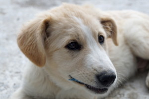The happiest dogs in Albania • Pegs on the Line