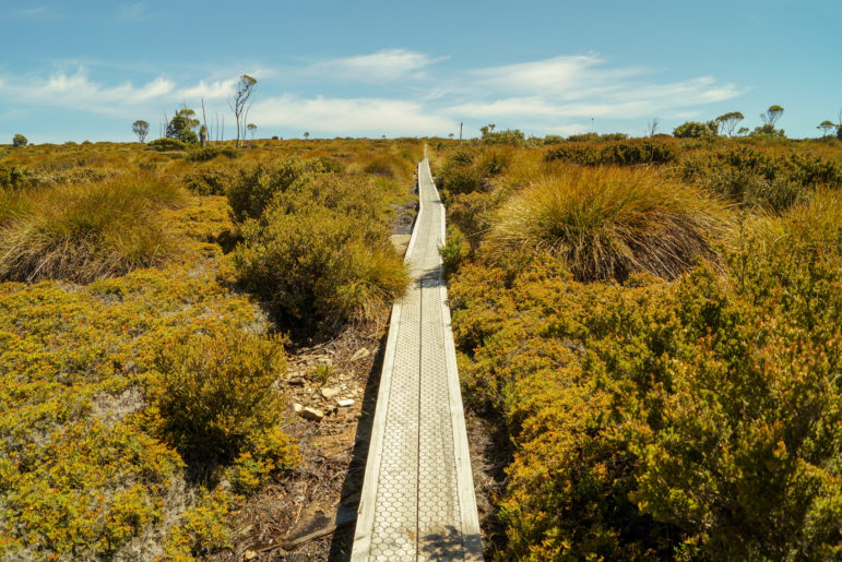 Narrow duckboard on the Overland Track • Pegs on the Line